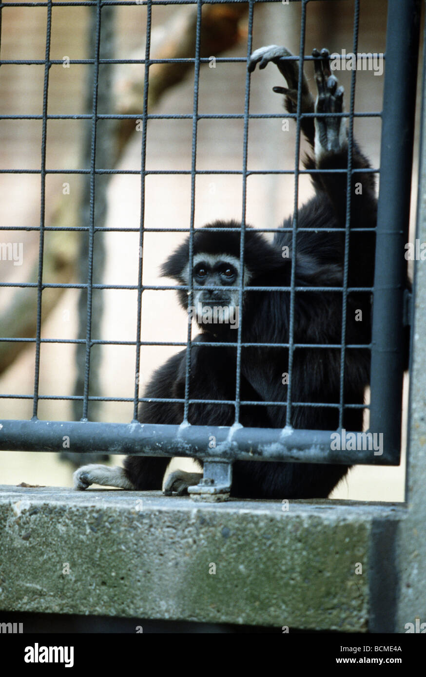 Animals behind bars hi-res stock photography and images - Alamy