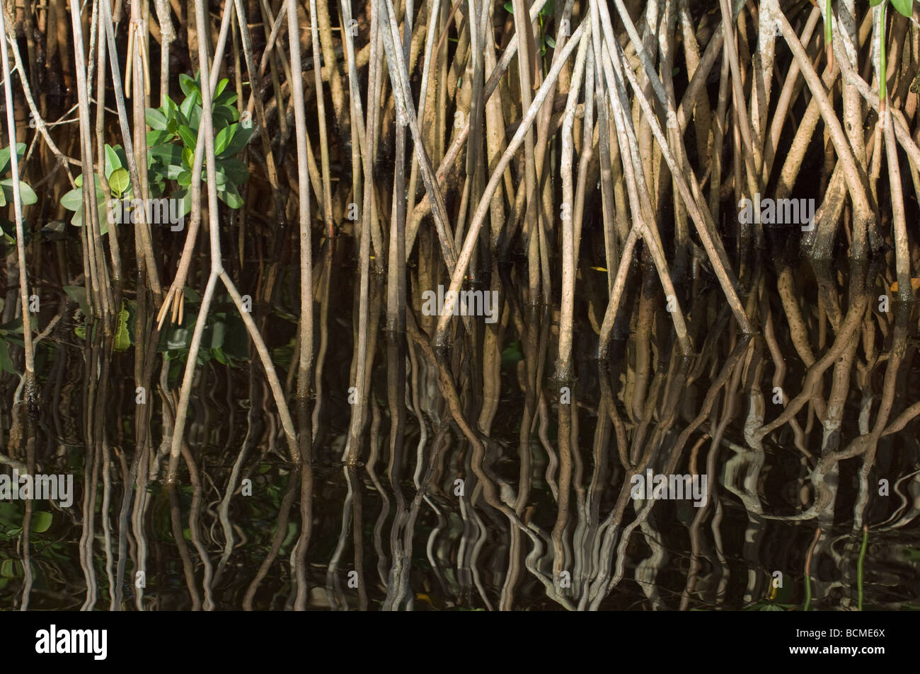 Prop roots hi-res stock photography and images - Alamy