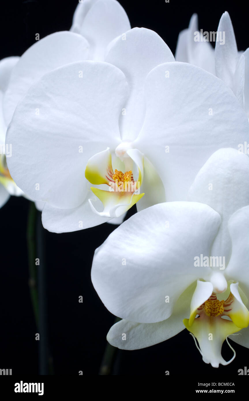 Orchids hi-res stock photography and images - Alamy