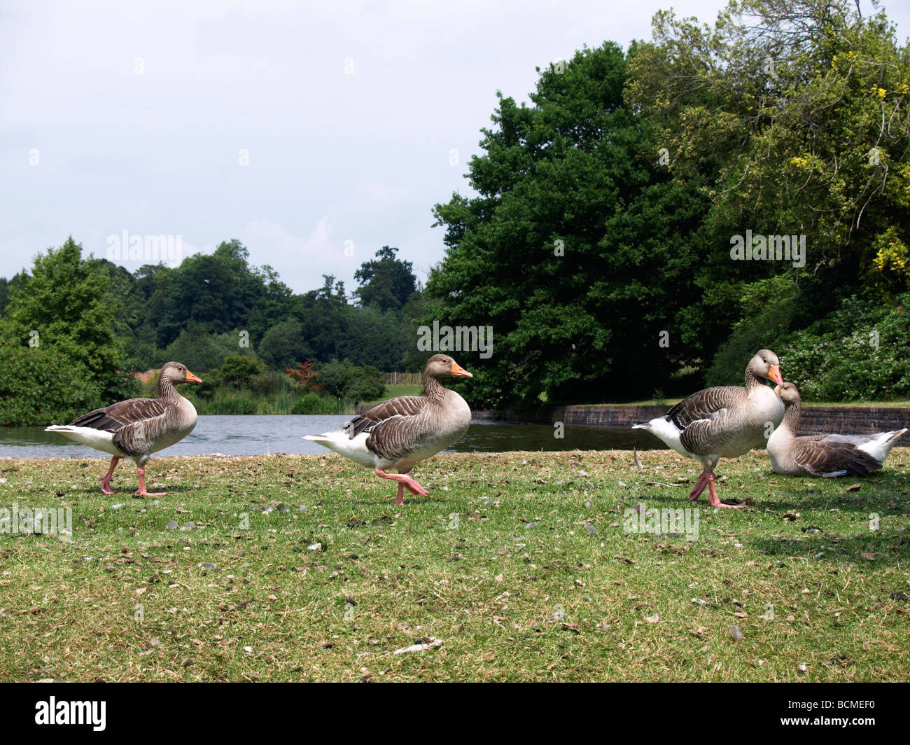 A line of ducks Stock Photo - Alamy