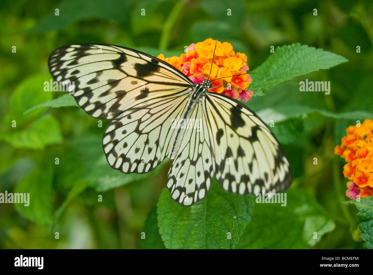 Blue farfalla hi-res stock photography and images - Alamy