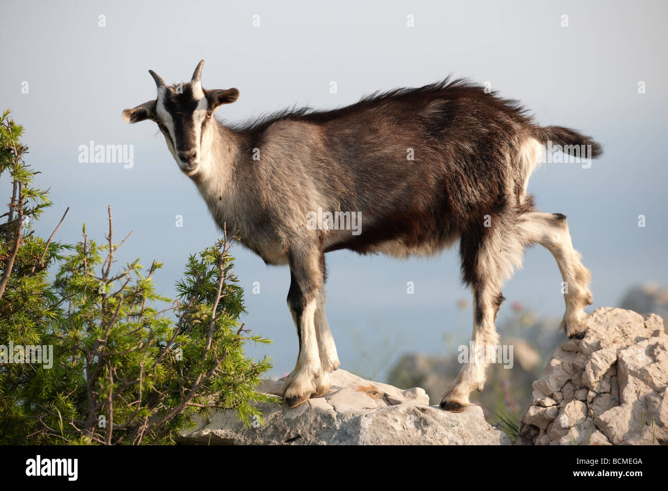 Mountain goats in the Dalamtian hills - Dubrovnik, Croatia Stock Photo ...
