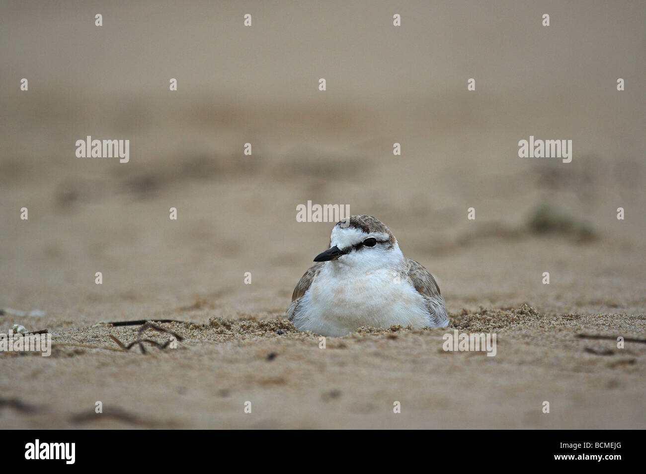 White fronted plover Stock Photo - Alamy