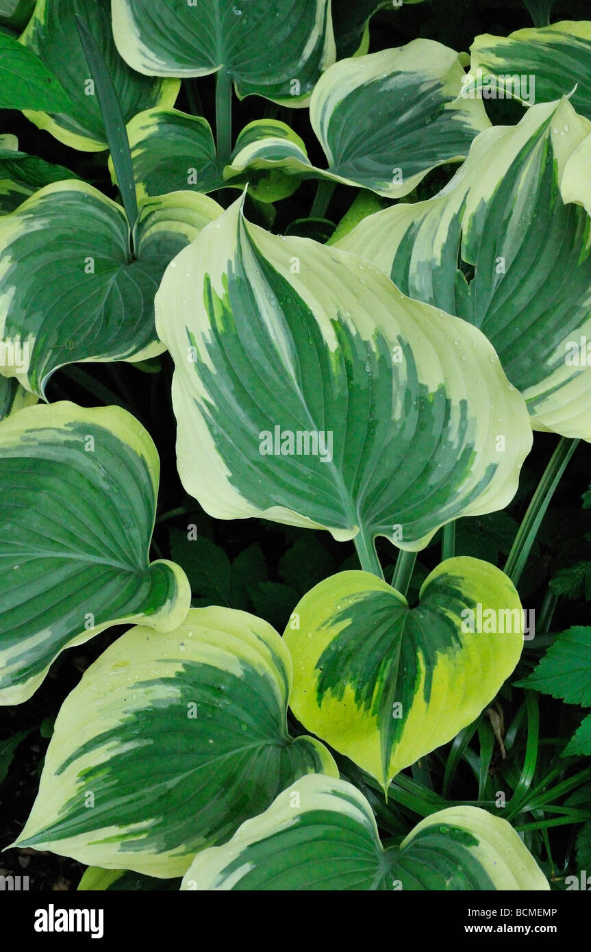 variegated hosta leaves form an interesting pattern Stock Photo - Alamy