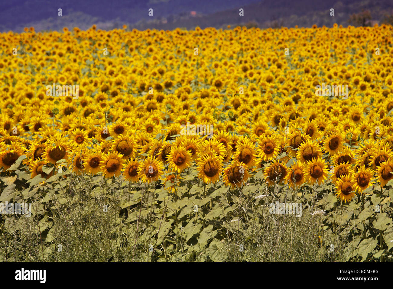 Sunflower in sunflower field with background Stock Photo - Alamy