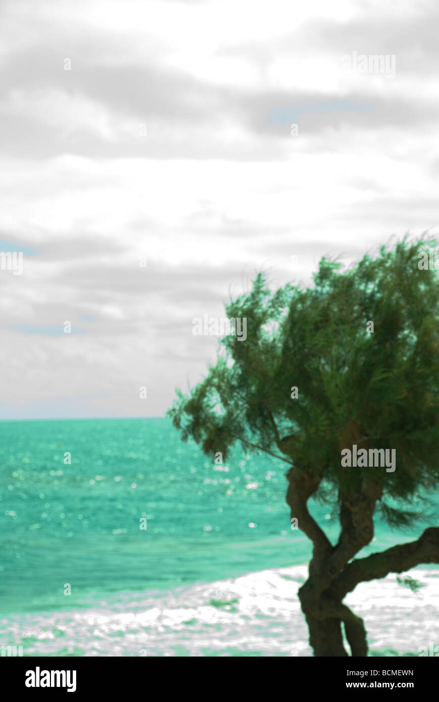 Pine tree sea hi-res stock photography and images - Alamy