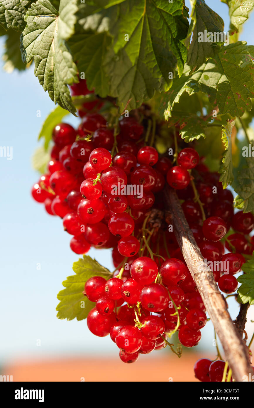 Fresh Redcurrants on a Red Currant bush Stock Photo - Alamy
