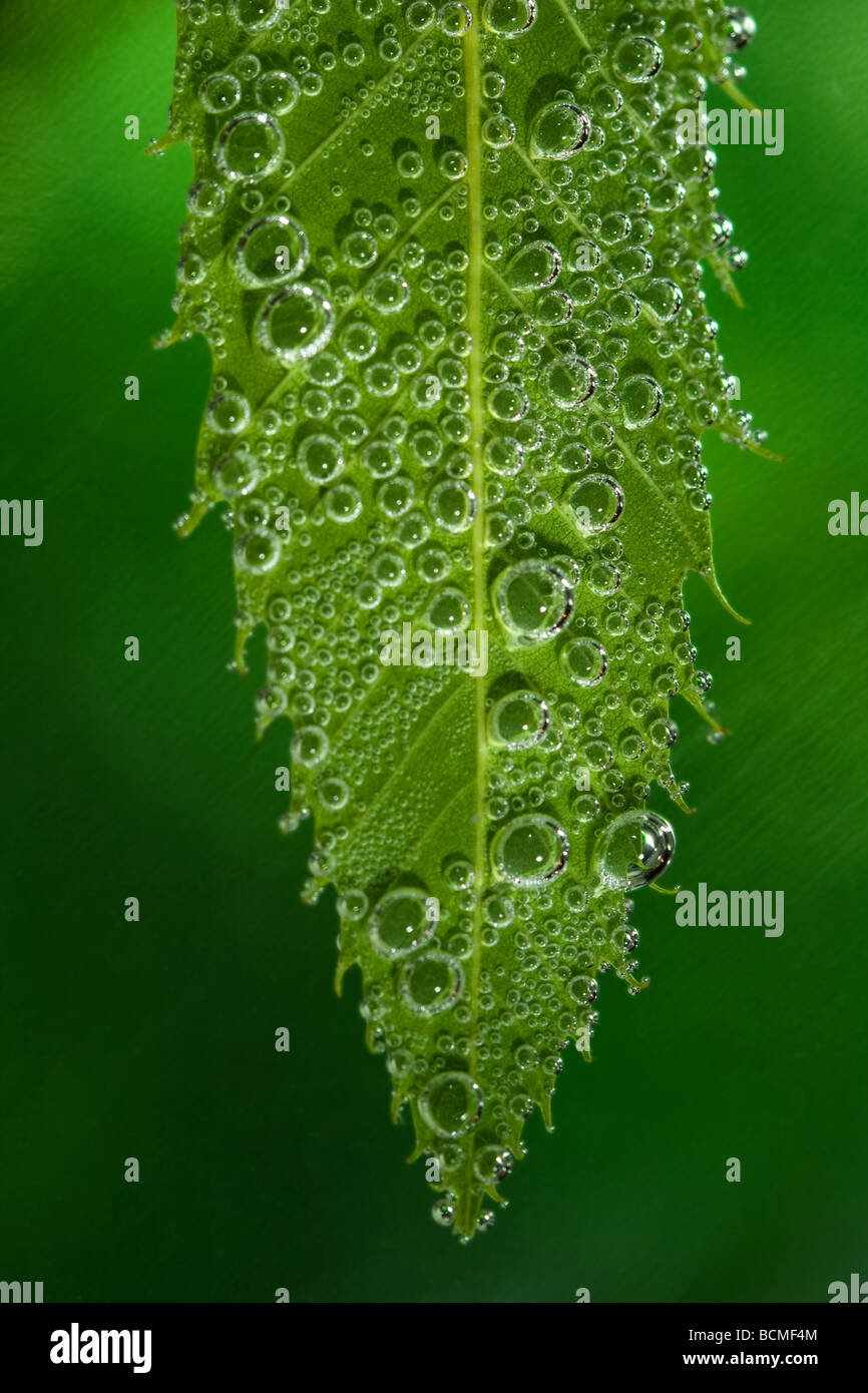 Green leaf bubbles Stock Photo - Alamy