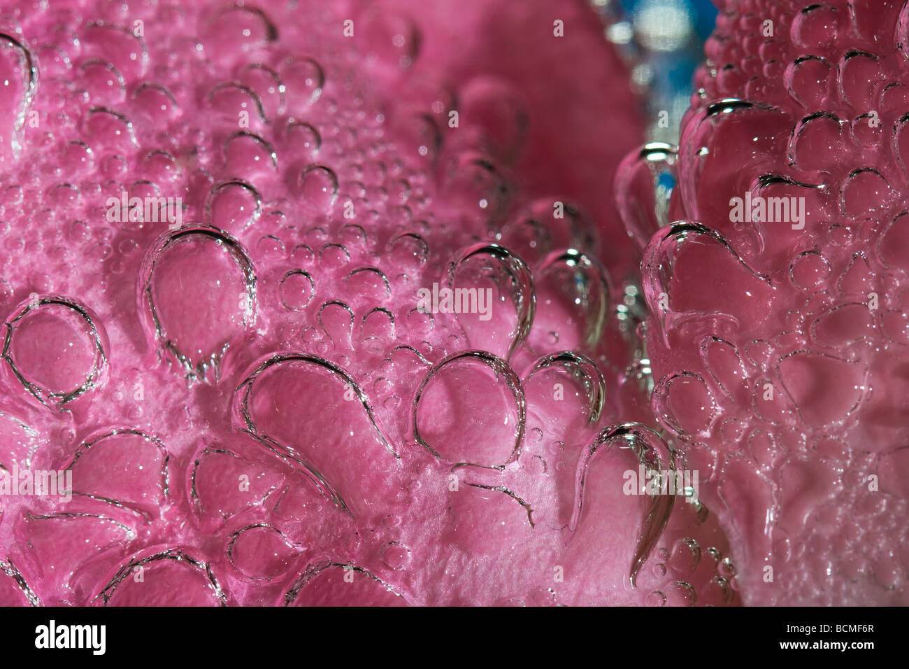 Pink rose bubbles Stock Photo - Alamy