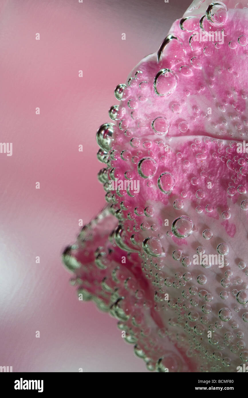 Pink rose macro with bubbles Stock Photo - Alamy