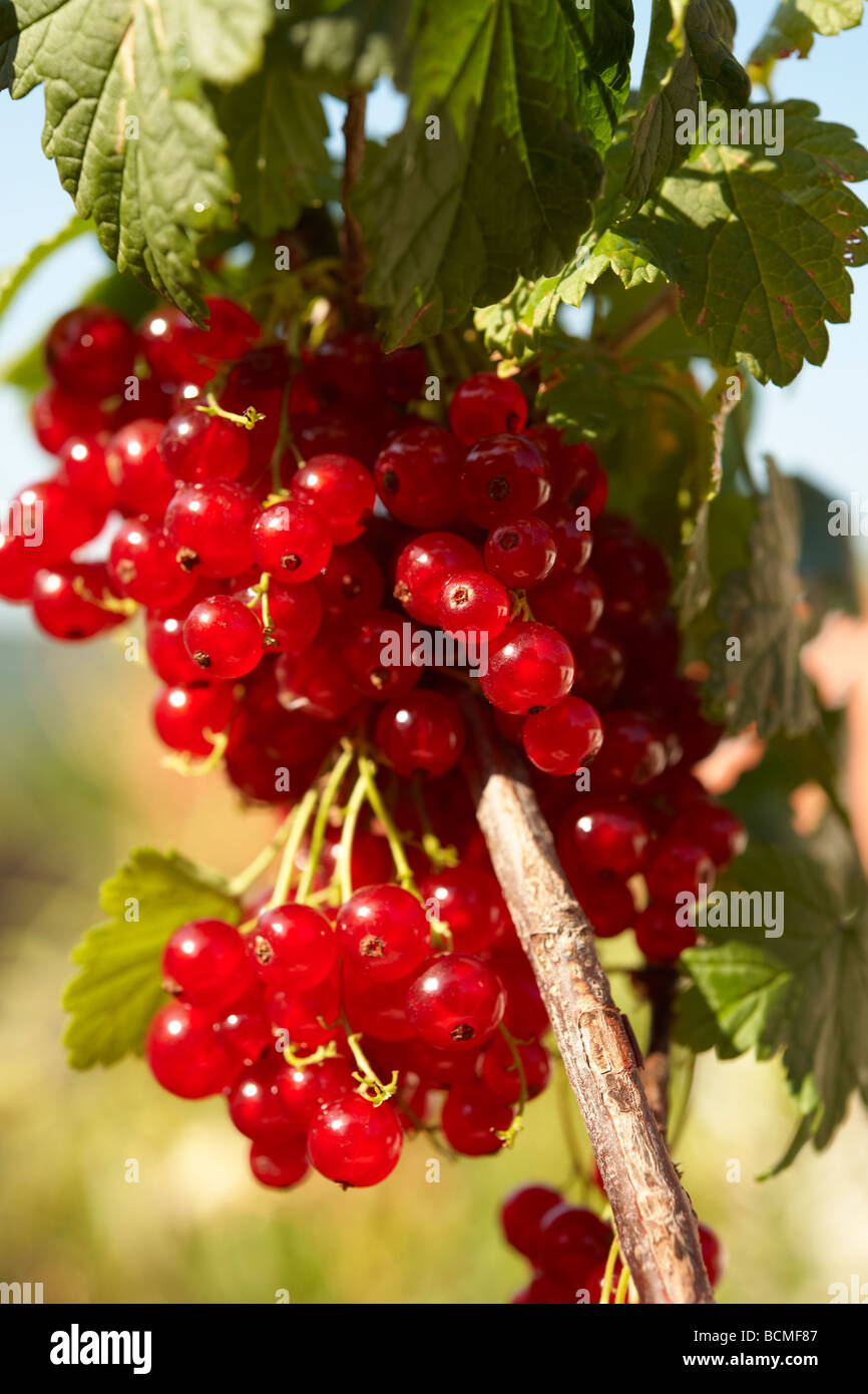 Fresh whole redcurrant hi-res stock photography and images - Alamy
