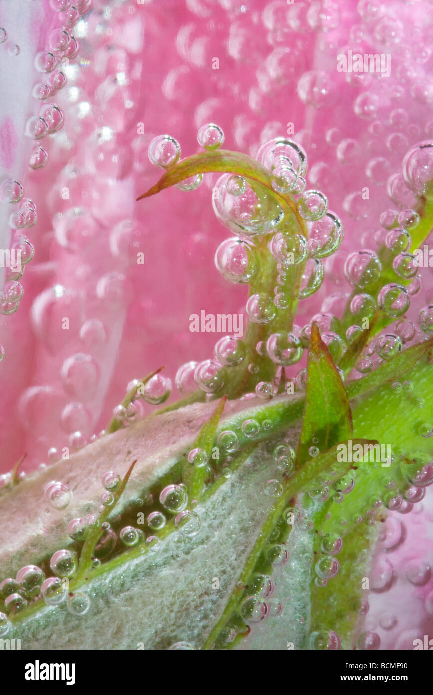Rose leaf texture hi-res stock photography and images - Alamy
