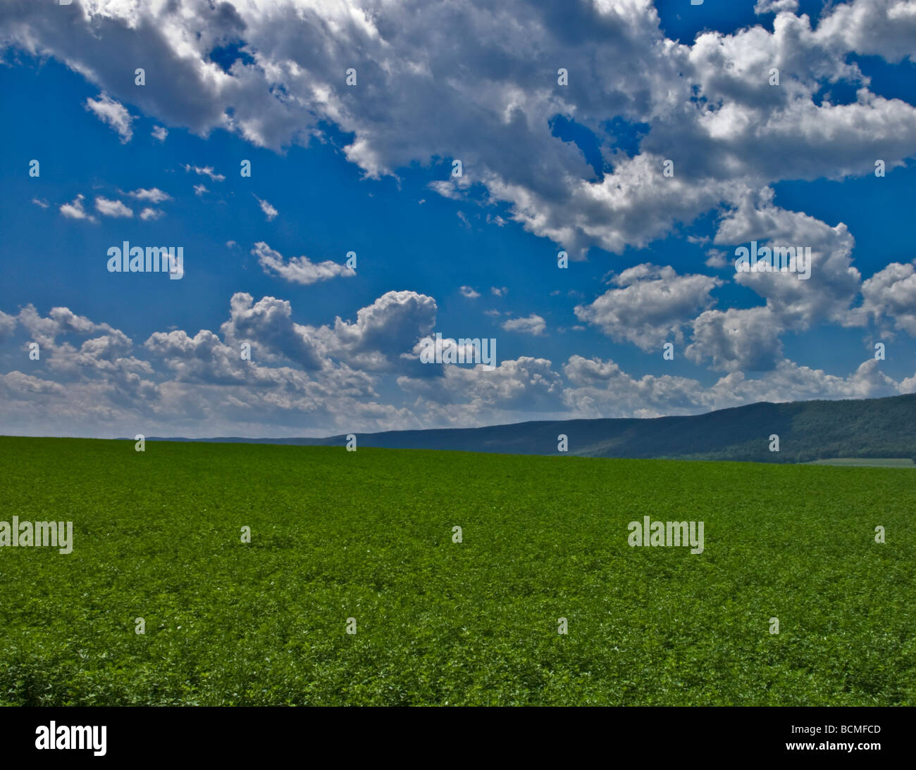 Beautiful Open Field