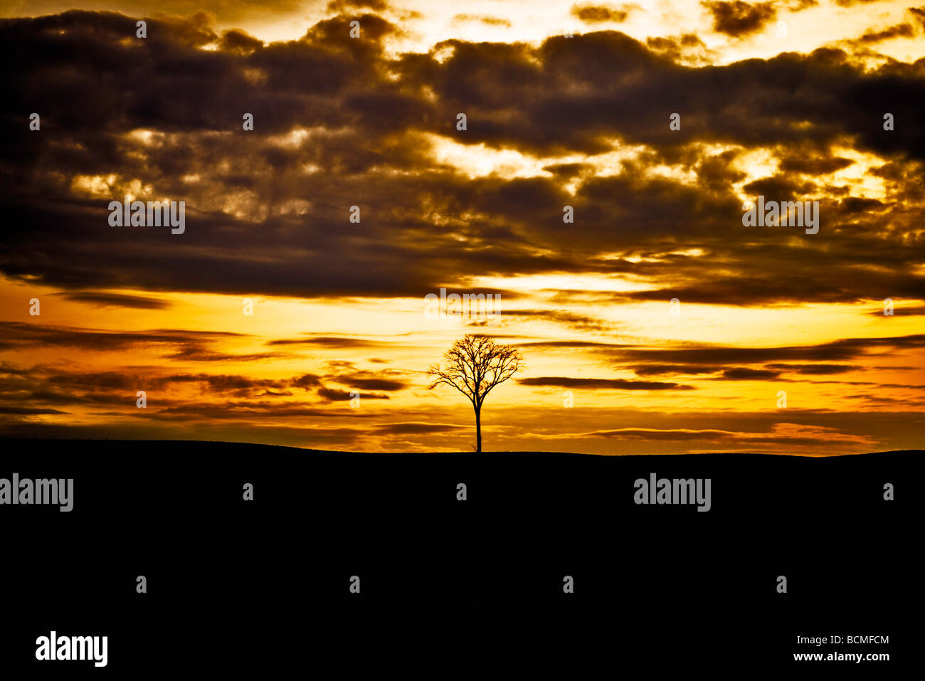 A tree at Sunset Stock Photo - Alamy
