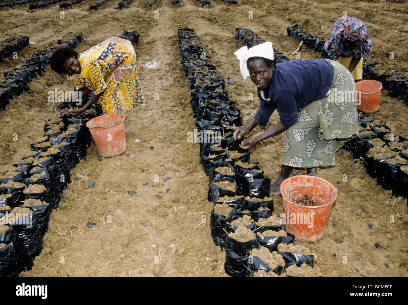 Ivory Coast, Cote d'Ivoire. Rubber Plantation. Women place rubber tree ...
