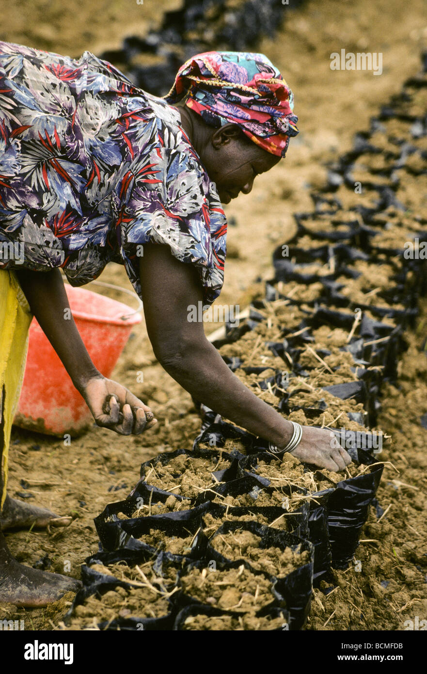 Ivory Coast, Cote d'Ivoire. Rubber Plantation. Women place rubber tree ...