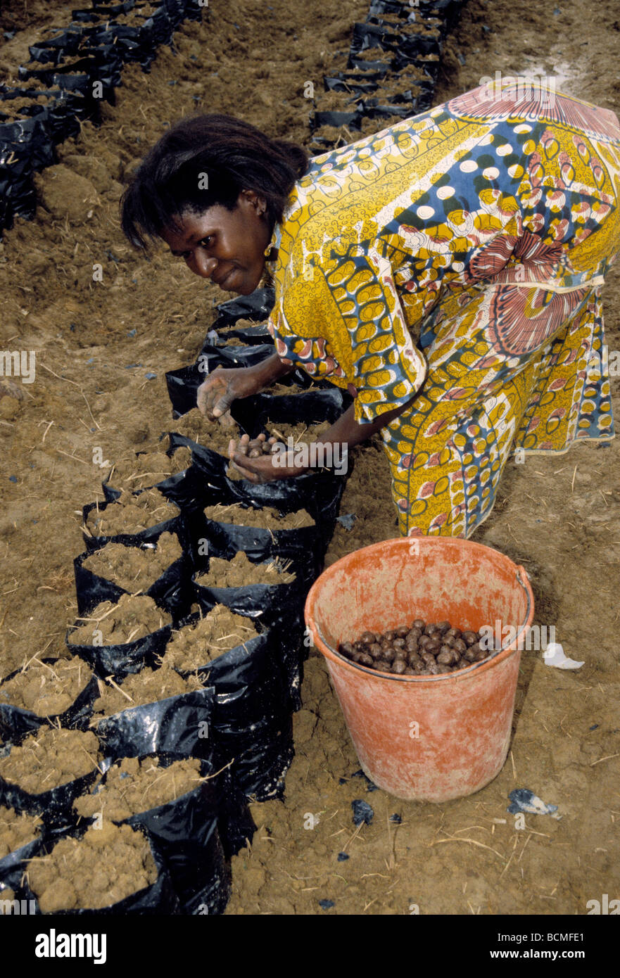 Ivory Coast, Cote d'Ivoire. Rubber Plantation. Women place rubber tree ...