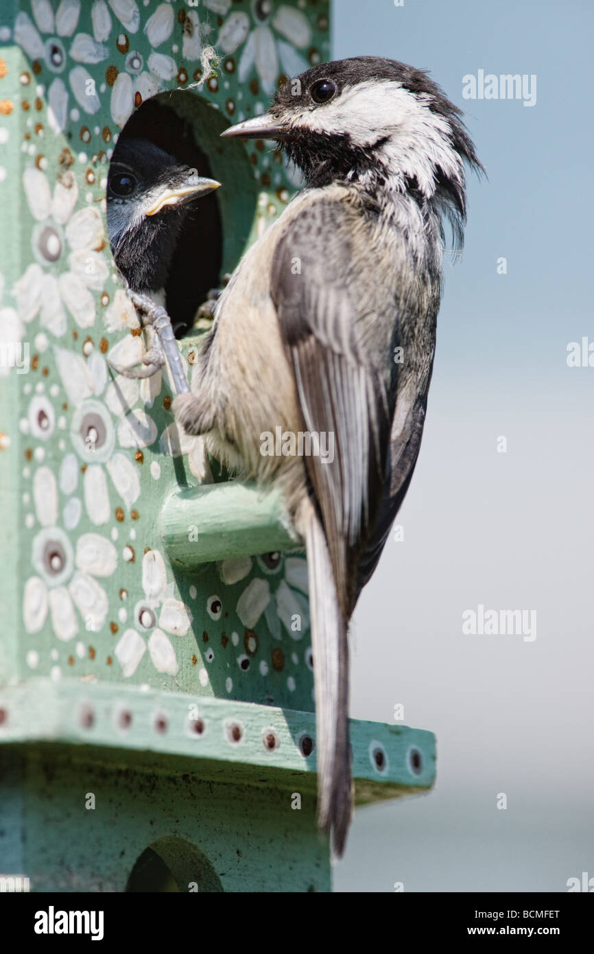 Black Capped Chickadee and chick in decorated wooden bird house Stock ...