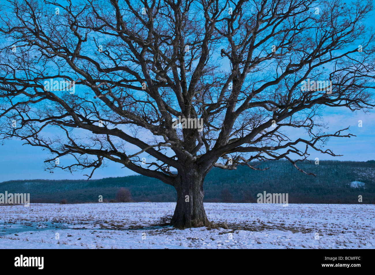 Oak tree in winter Stock Photo - Alamy
