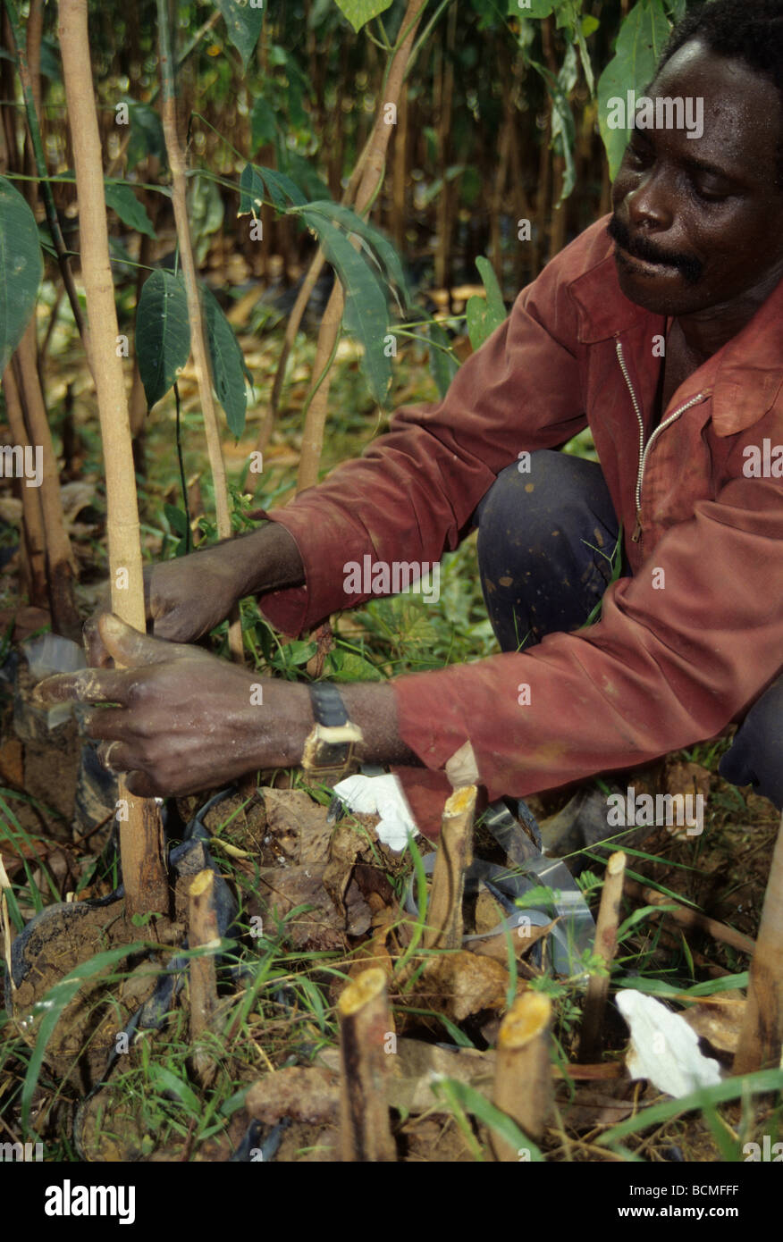 Ivory Coast, Cote d'Ivoire. Rubber Plantation. Grafting. Preparing root ...