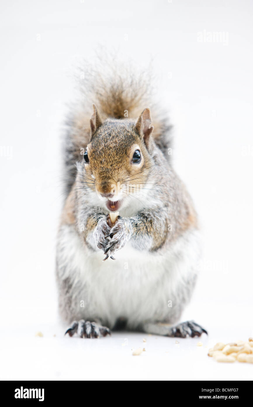 Grey squirrel eating a nut on white background. Small pieces of nuts ...
