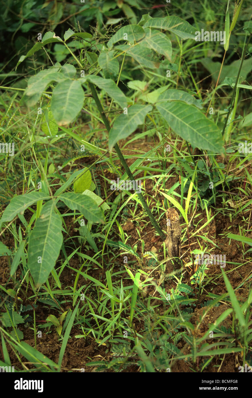 Ivory Coast, Cote d'Ivoire. Rubber Plantation. Grafting. A successful ...