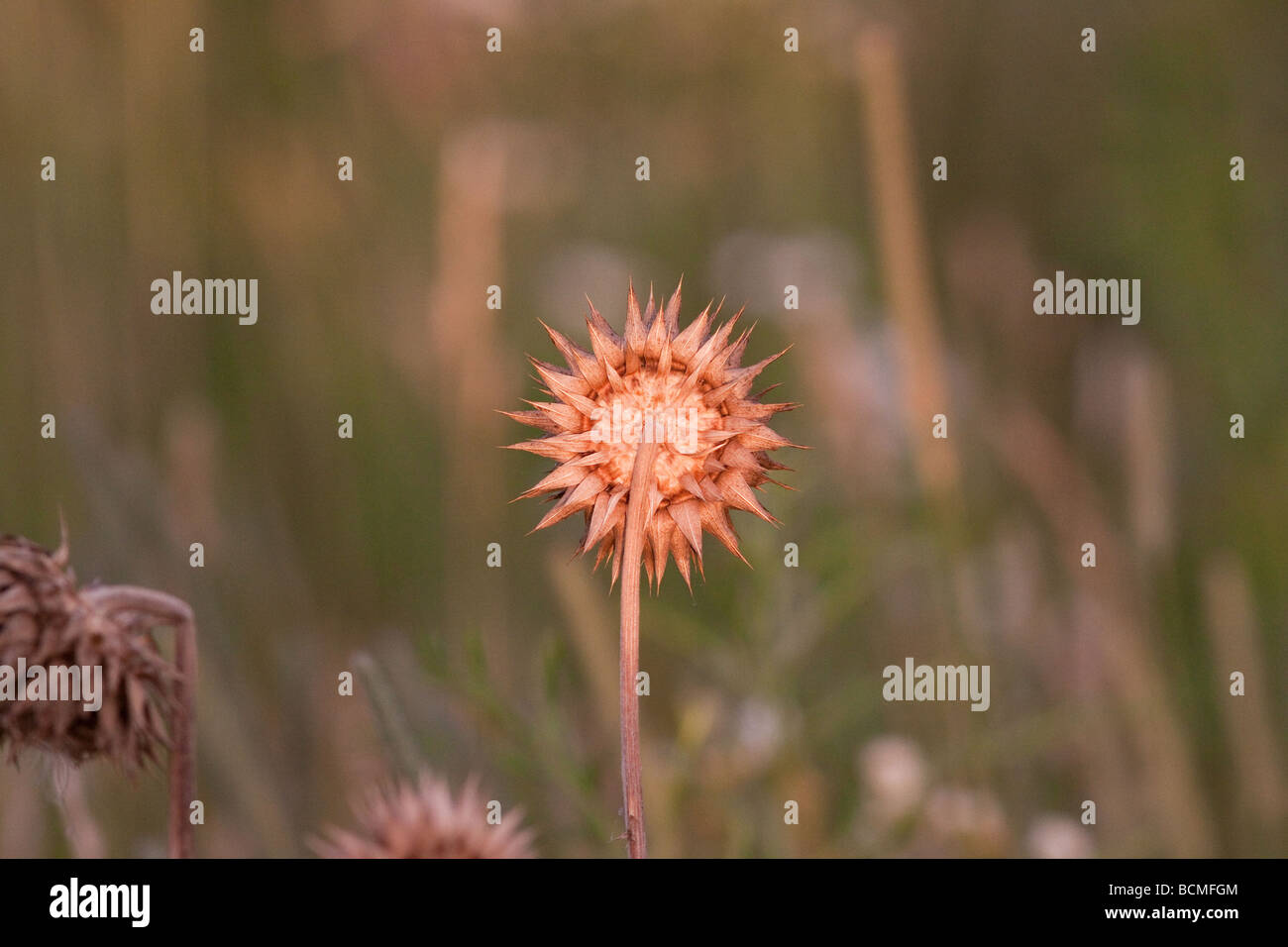 Red flower spikes hi-res stock photography and images - Alamy