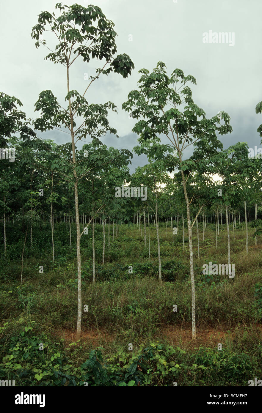 Ivory coast rubber plantation hi-res stock photography and images - Alamy