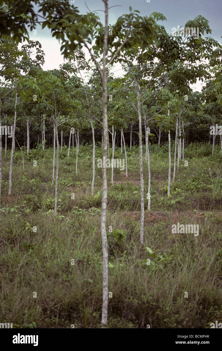 Ivory Coast, Cote d'Ivoire. Rubber Plantation, Young Rubber Trees Stock ...