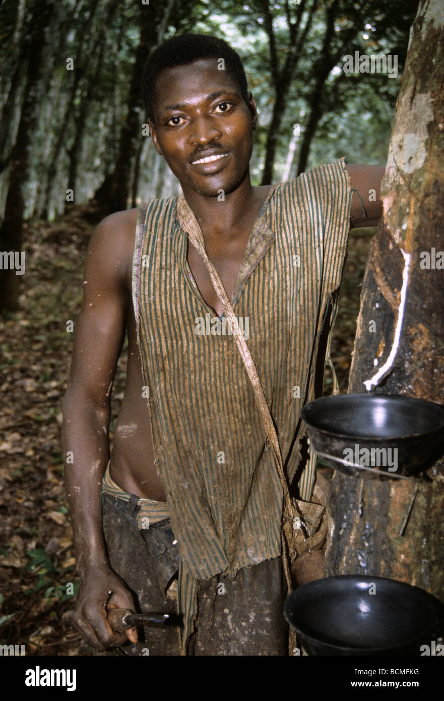Cote d'Ivoire, Ivory Coast. Rubber Plantation, Rubber Tree Tapper Stock ...