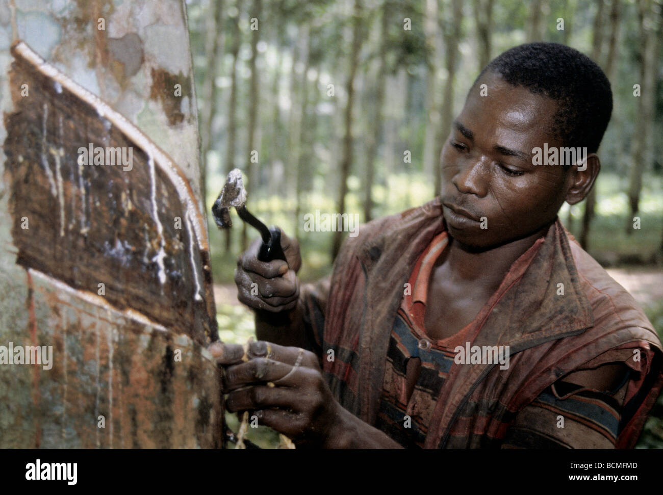 Rubber tapper hi-res stock photography and images - Alamy