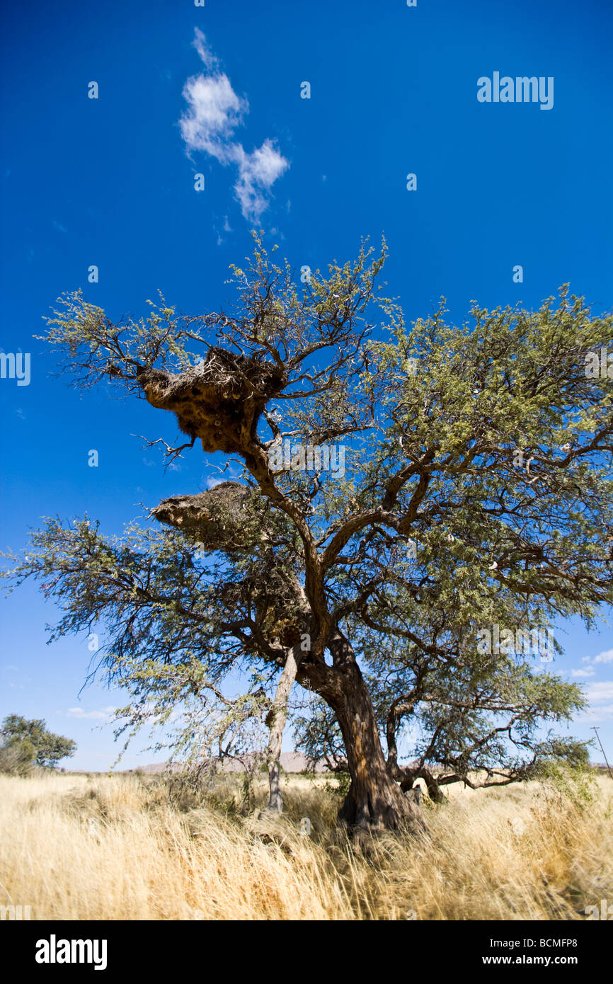 Birds in acacia tree africa hi-res stock photography and images - Alamy
