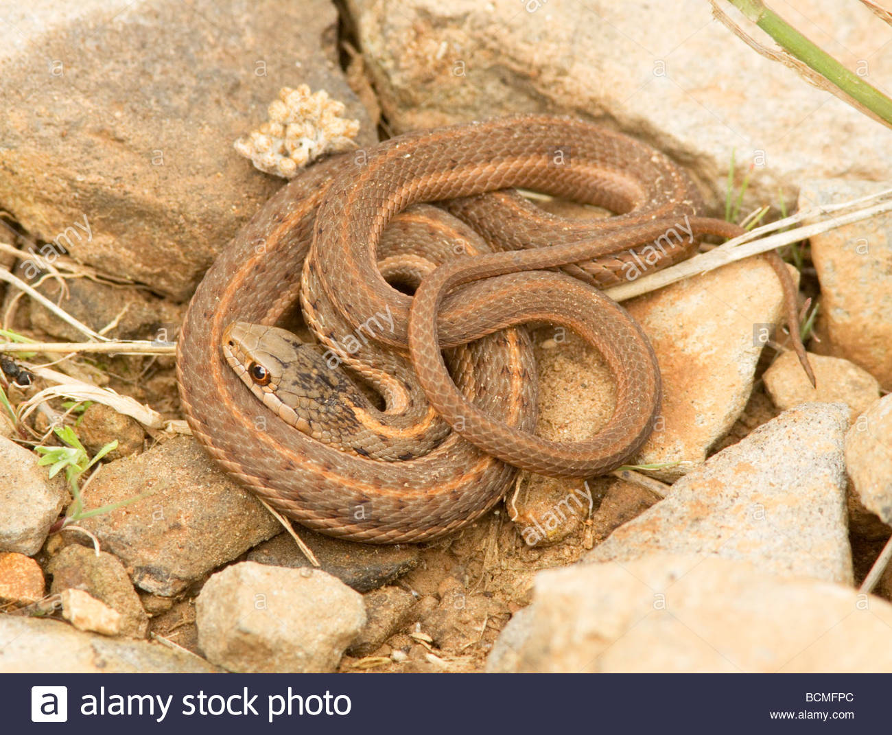 Terrestrial Gartersnake High Resolution Stock Photography and Images ...