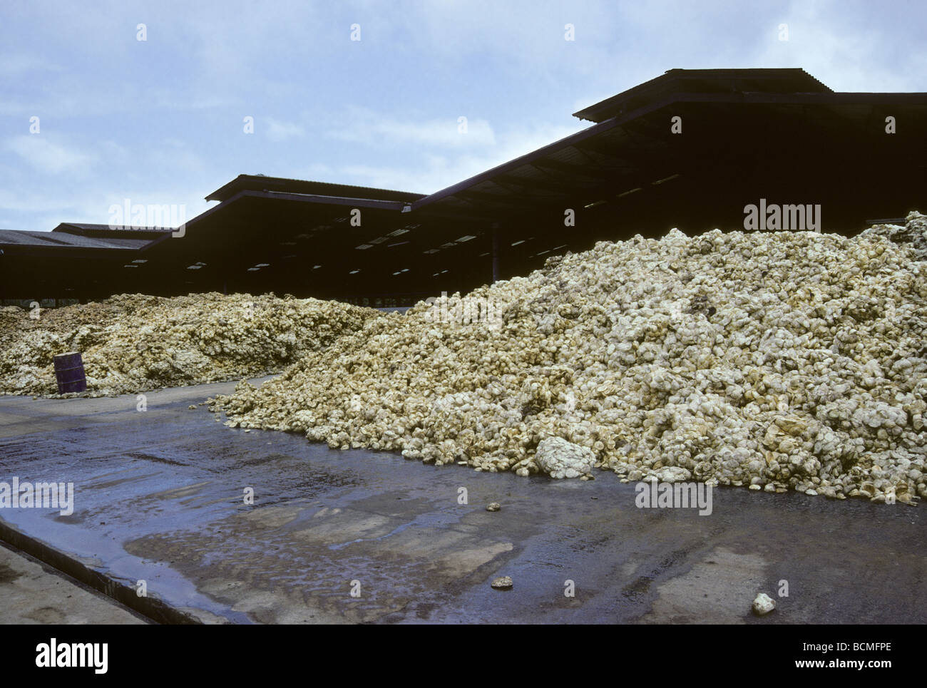Ivory Coast Cote d'Ivoire. Rubber Plantation. Coagulated Latex Awaiting ...