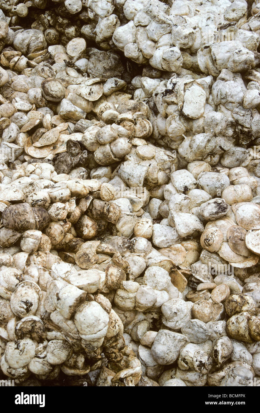 Ivory Coast Cote d'Ivoire. Rubber Plantation. Coagulated Latex Awaiting ...