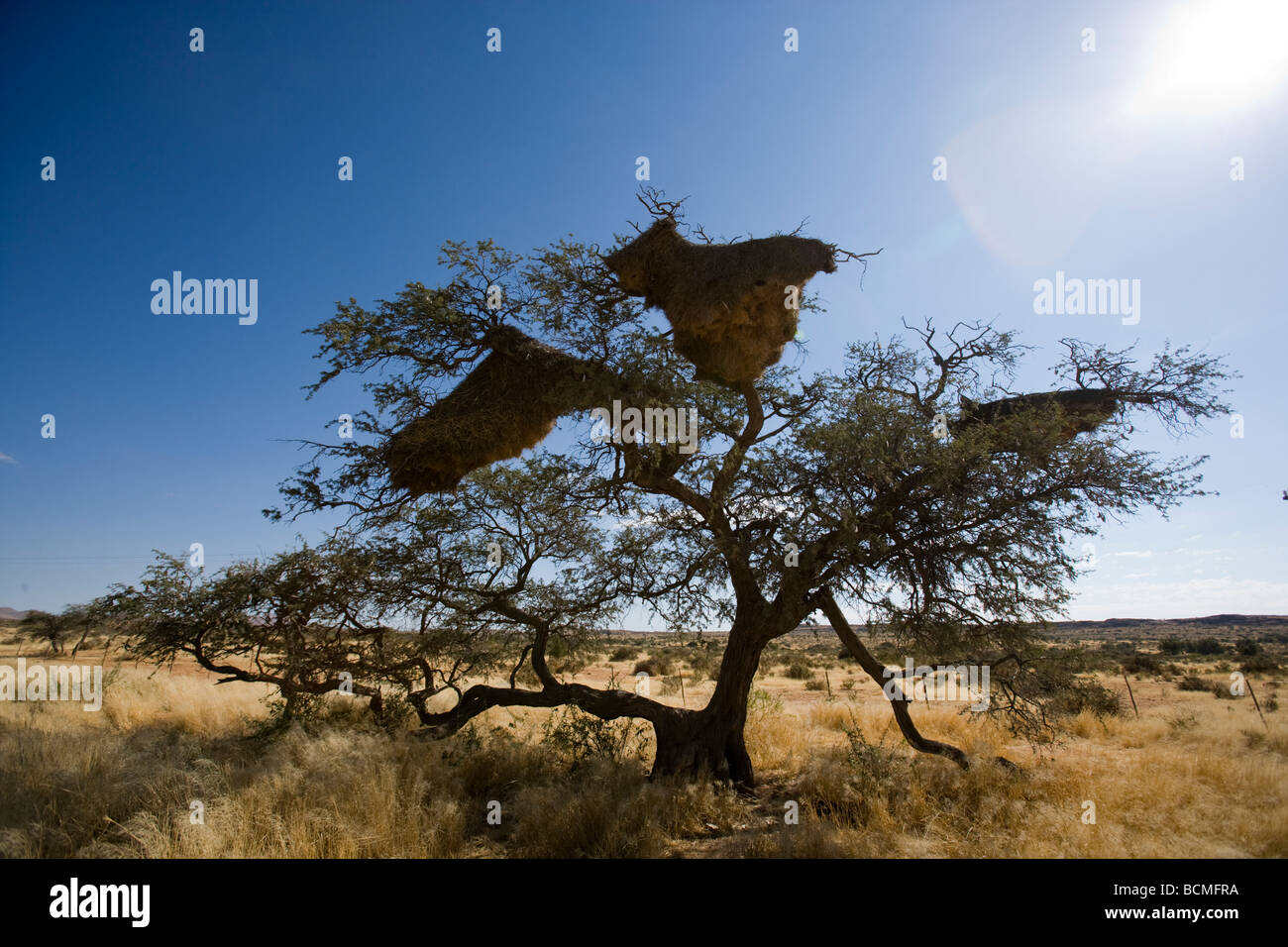 Tree with Weaver birds nesting in Namibia Africa Stock Photo - Alamy