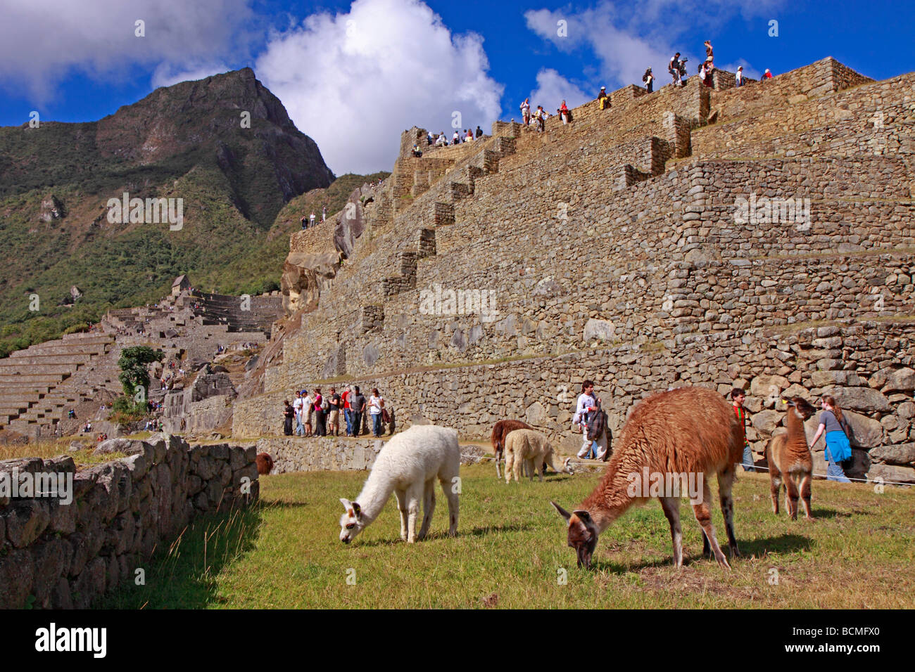 Alpacas at Machu Picchu, Cusco, Peru Stock Photo - Alamy