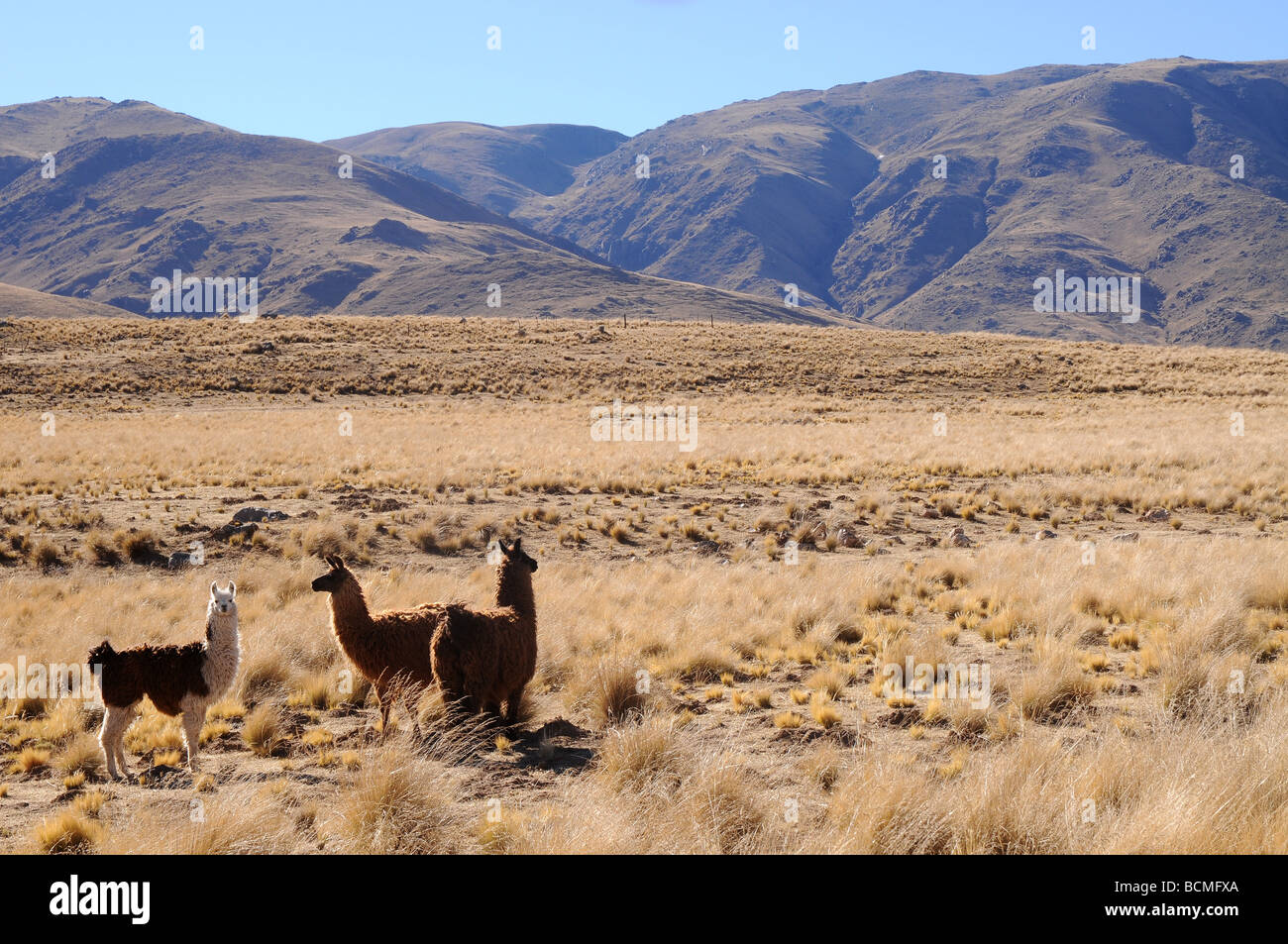 Three lamas, one looking at the camera with mountains on the background ...