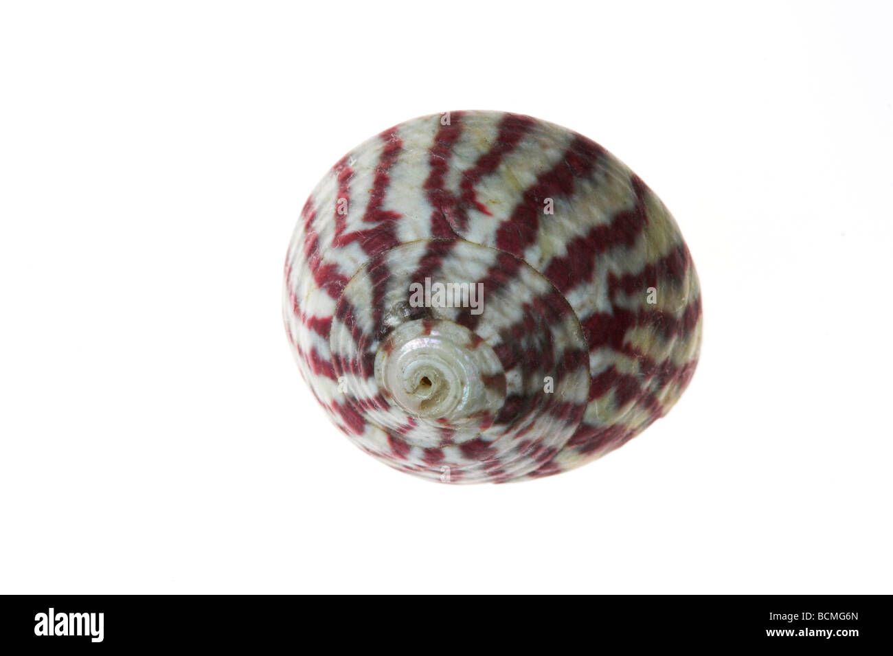Flat top shell Gibbula umbilicalis Stock Photo - Alamy