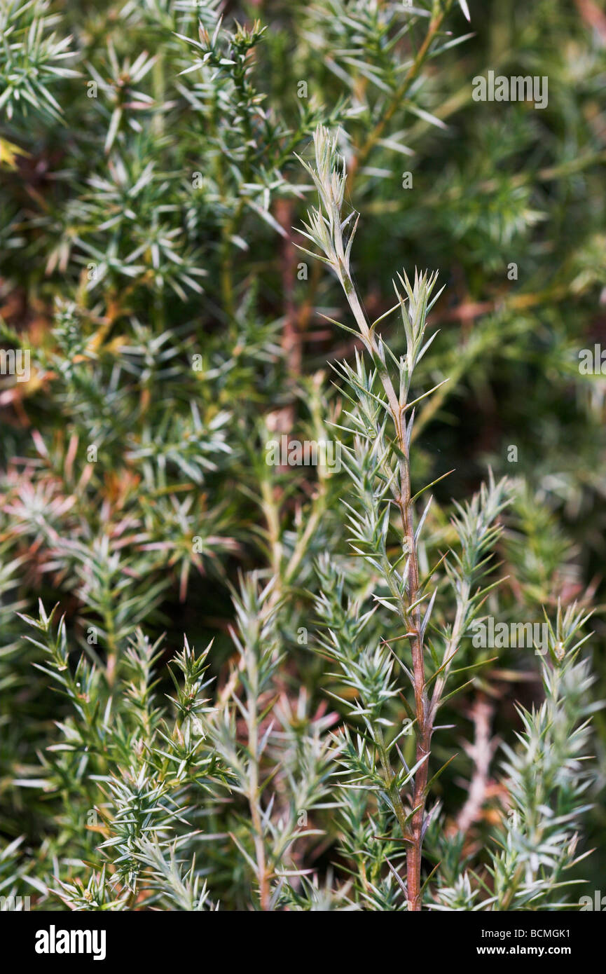 Eastern Red cedar Red Cedar Eastern Juniper Red Juniper Pencil Cedar ...
