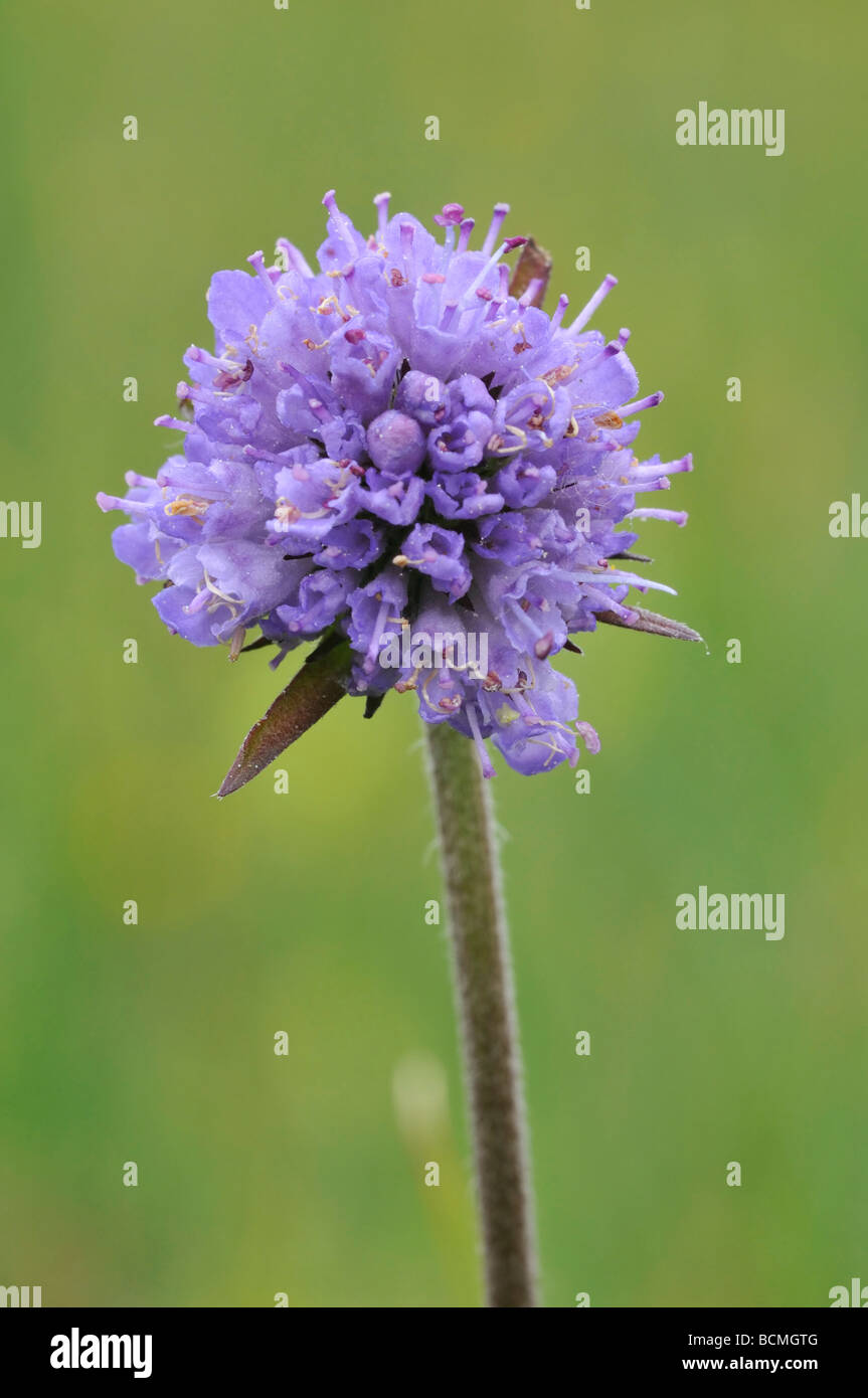Devils bit Scabious Succisa pratensis Stock Photo - Alamy