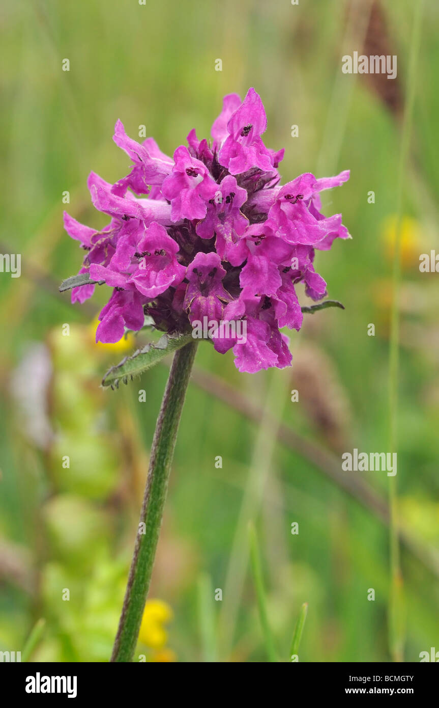 Betony wildflower hi-res stock photography and images - Alamy
