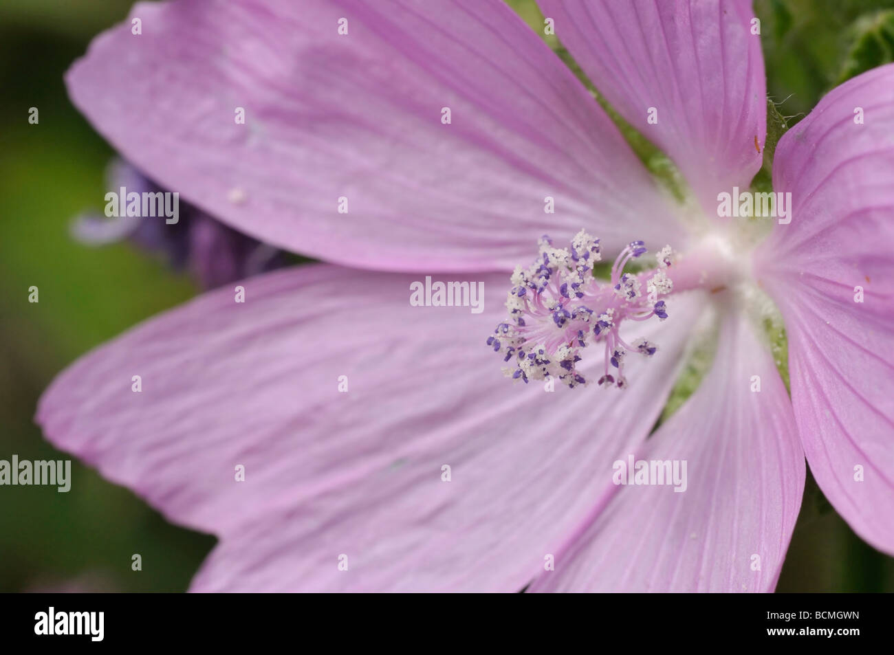 Musk Mallow Malva moschata Stock Photo - Alamy
