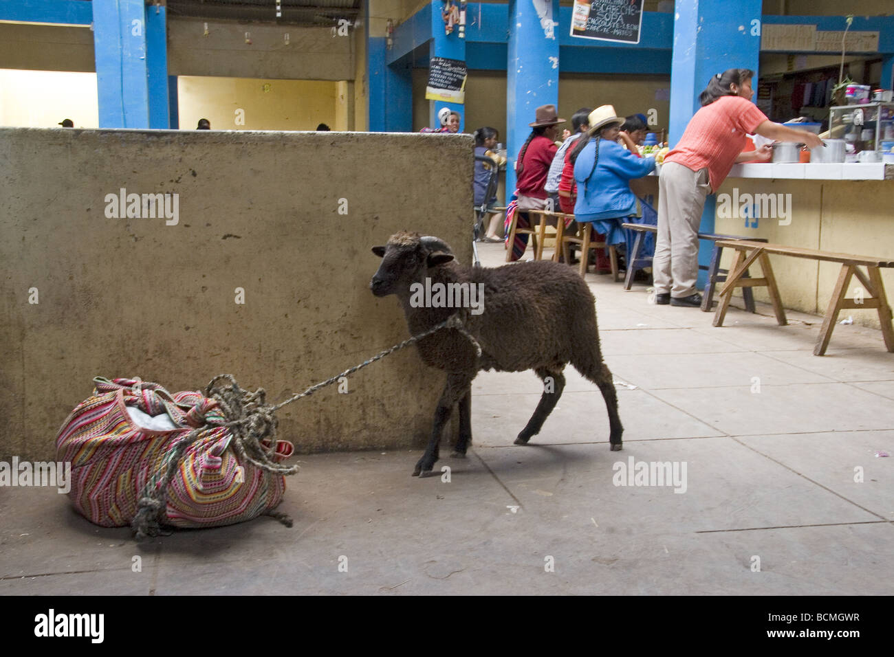 goat in the indoor market Urubamba Sacred Valley Peru Stock Photo - Alamy