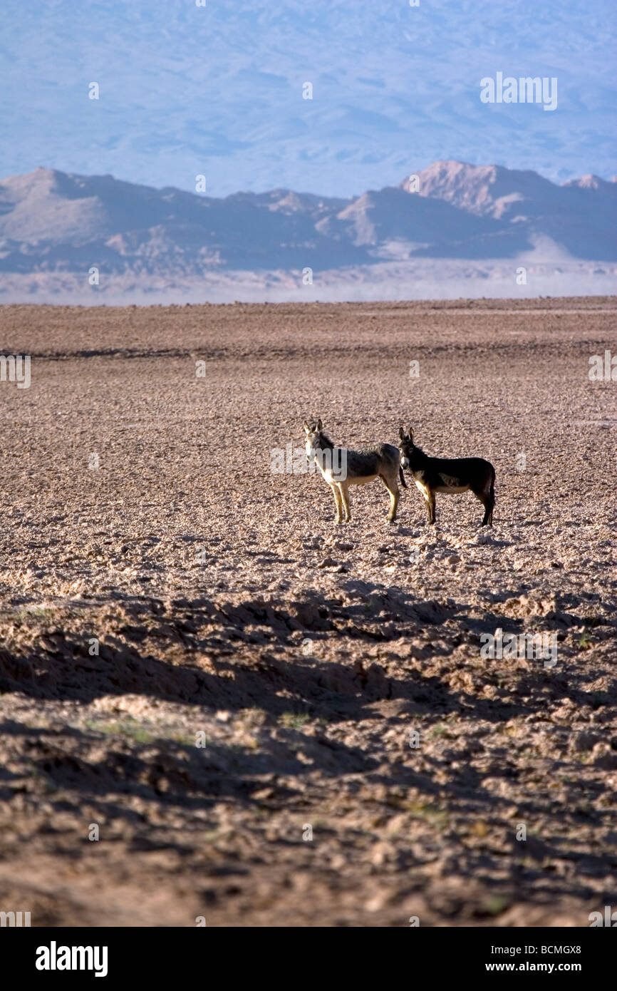 Wild donkeys , Atacama Desert, Chile Stock Photo - Alamy