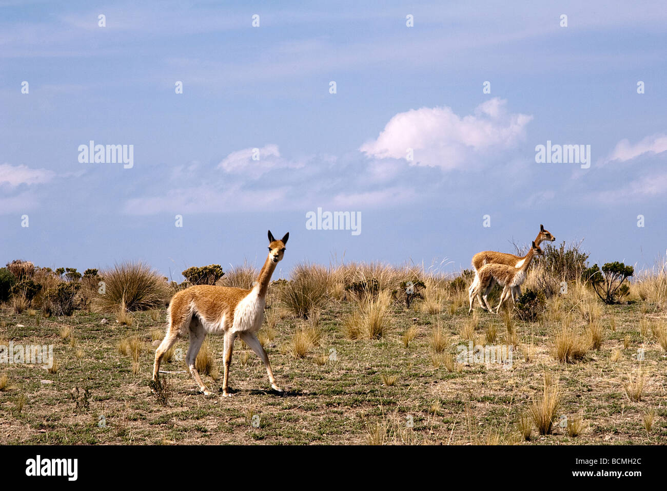 Suasi island hi-res stock photography and images - Alamy