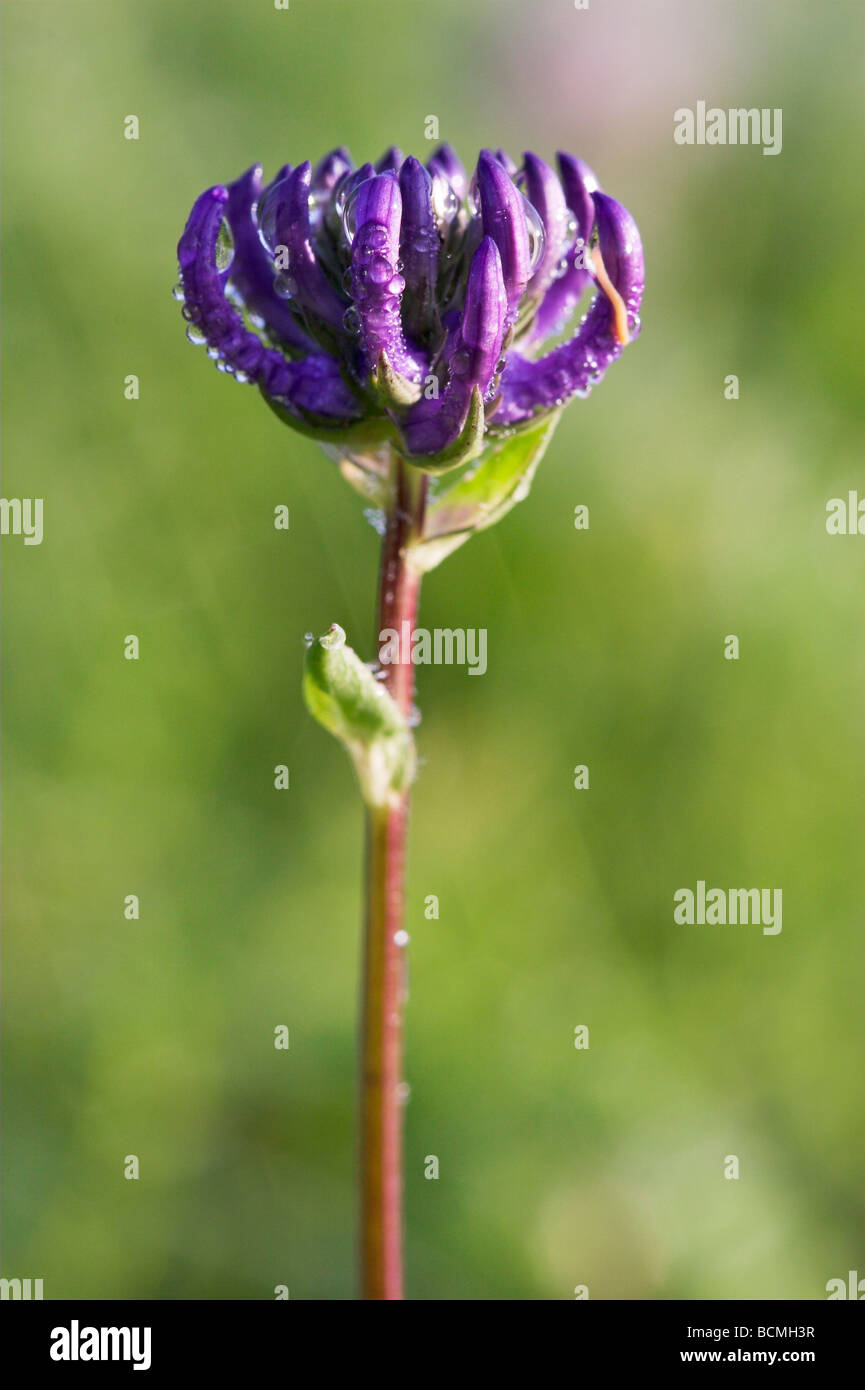 Round headed rampion Phyteuma orbiculare Levin Down NR Sussex UK Stock ...
