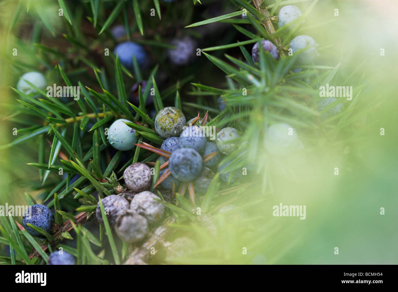 Common Juniper Juniperus communis with berries Levin Down Nature ...