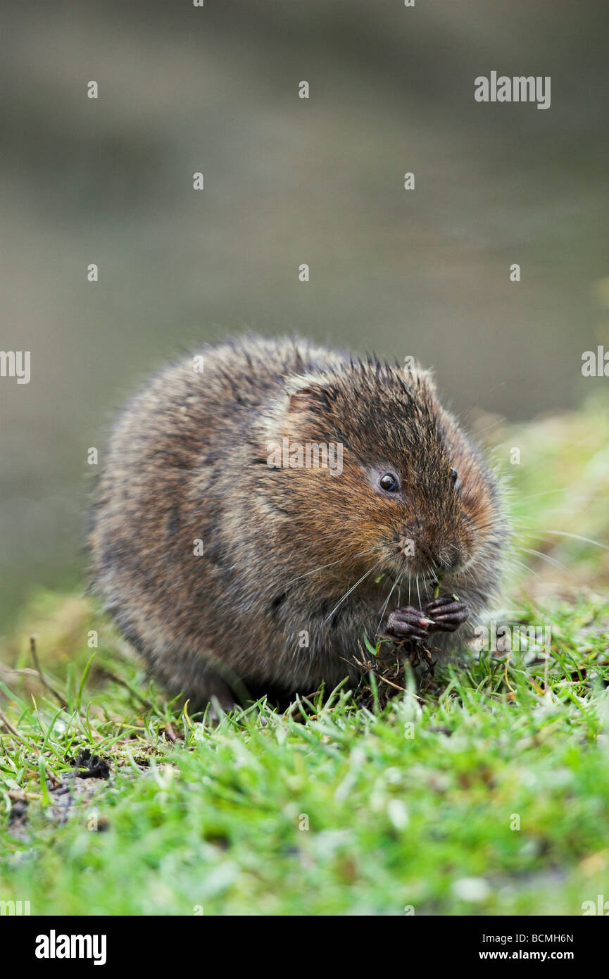 Sussex water vole hi-res stock photography and images - Alamy