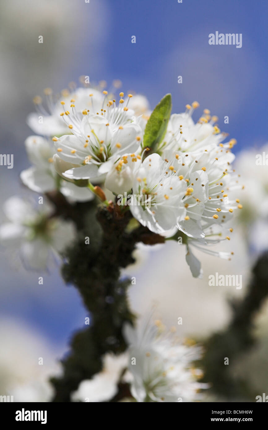 Wild Sweet cherry Prunus avium in bloom Sussex UK Stock Photo - Alamy